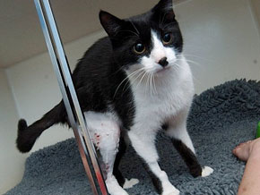 Gata sobrevive a mais de 50 tiros de chumbinho - PetMag