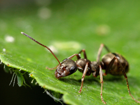 Mega-colônia de formigas domina o globo - PetMag