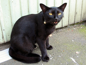 Os 5 falsos mitos sobre os gatos - PetMag