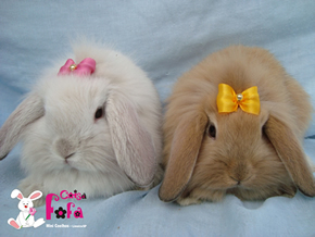 Mini Coelhos: a mais nova sensação pet - PetMag