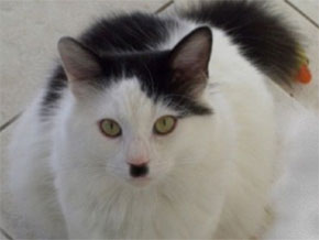 Gatos se parecem com Hitler - PetMag