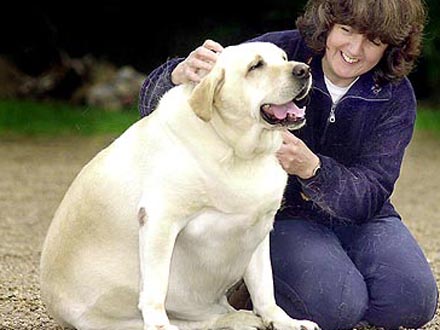 Gorducho: como tratar obesidade em cães e gatos - PetMag