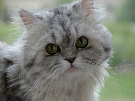 Meu primeiro gato: dicas para dono de primeira viagem - PetMag