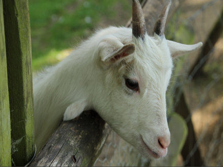 Curiosidades sobre a criação de cabras - PetMag