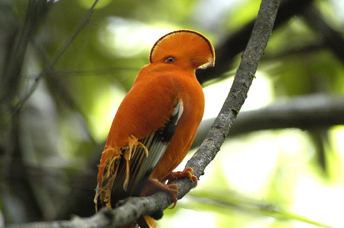 Homossexualidade no reino animal: conheça 10 espécies de bichos gays ...