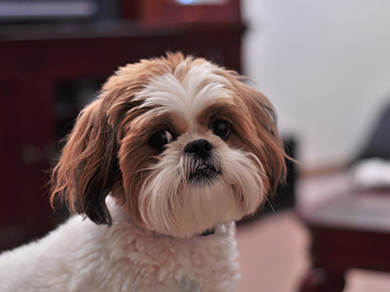 Conheça a graça e a popularidade dos Shih Tzu - PetMag
