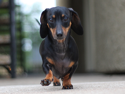 Conheça mais sobre a raça de cão “salsichinha” - PetMag