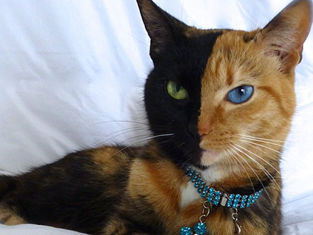 Venus, a gatinha “duas caras” - PetMag