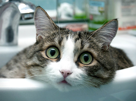Gatos também têm acne, sabia? - PetMag
