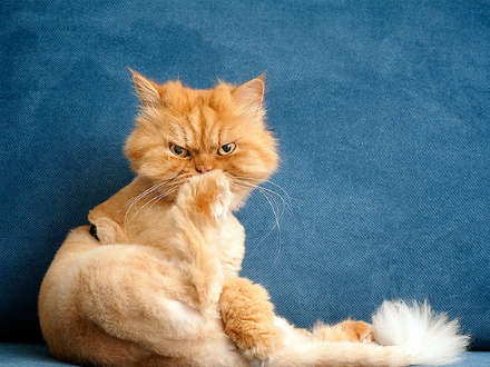 Seria ele o gato mais “mal-humorado” da internet? - PetMag