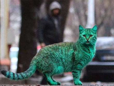 Gato verde tem seu mistério solucionado na Bulgária