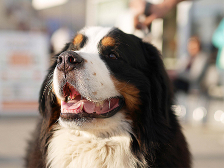 Bernese Mountain Dog: uma raça dócil e que precisa de espaço