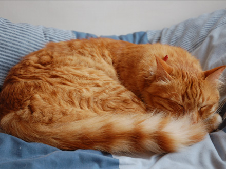 Gatos: o que está por trás de tanto sono?