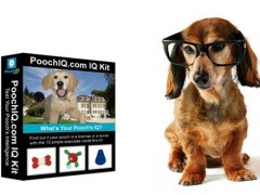 Veja como calcular o QI do seu cachorro