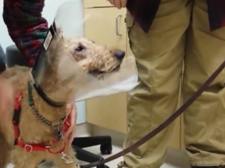 Cão cego recupera visão e chora ao ver sua família novamente - PetMag