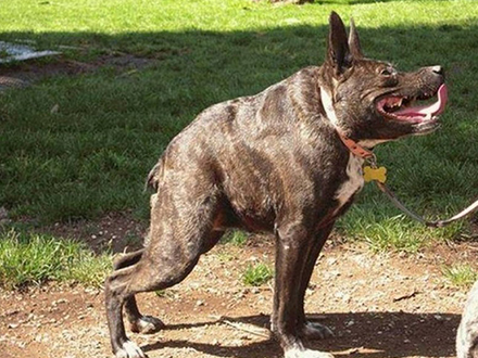 O que há de errado com esse cachorro? - PetMag