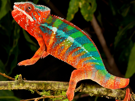 Como o camaleão muda de cor? - PetMag