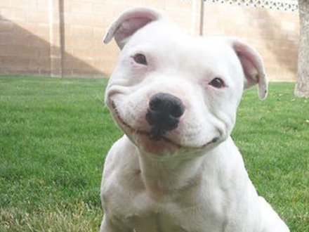 12 cachorros tão felizes que vão alegrar o seu dia - PetMag