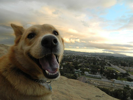 12 cachorros tão felizes que vão alegrar o seu dia - PetMag