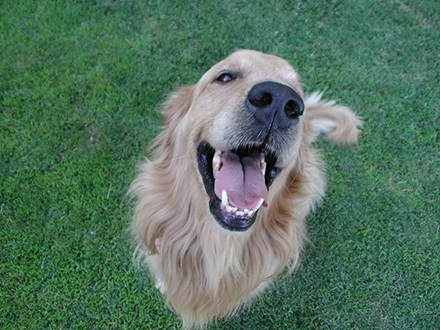 12 cachorros tão felizes que vão alegrar o seu dia - PetMag