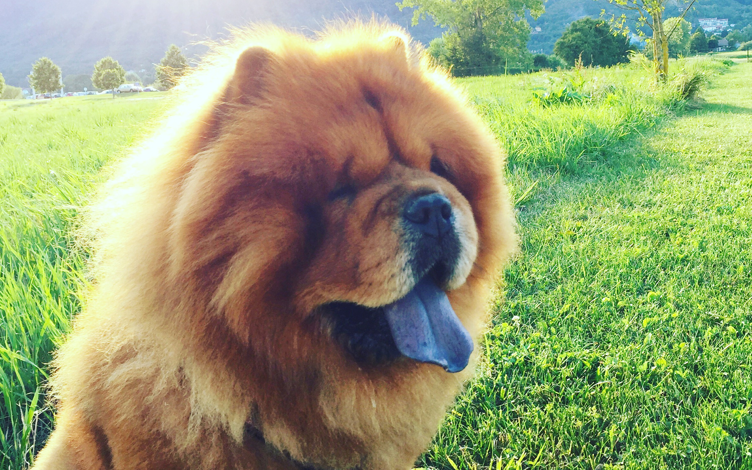 Afinal, por que o Chow Chow tem a língua azul? - PetMag